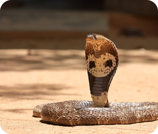 Guindy National Park