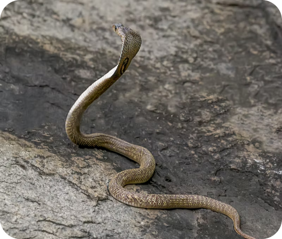 Guindy National Park