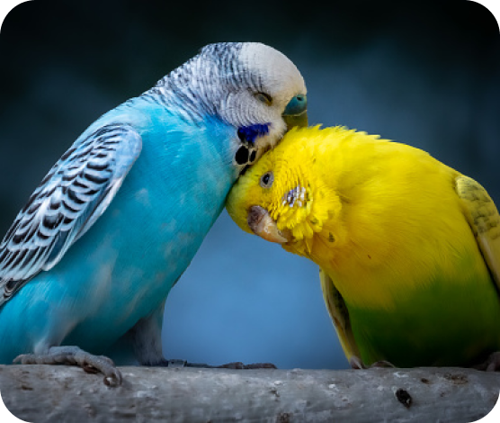 Guindy National Park