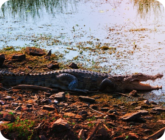 Guindy National Park